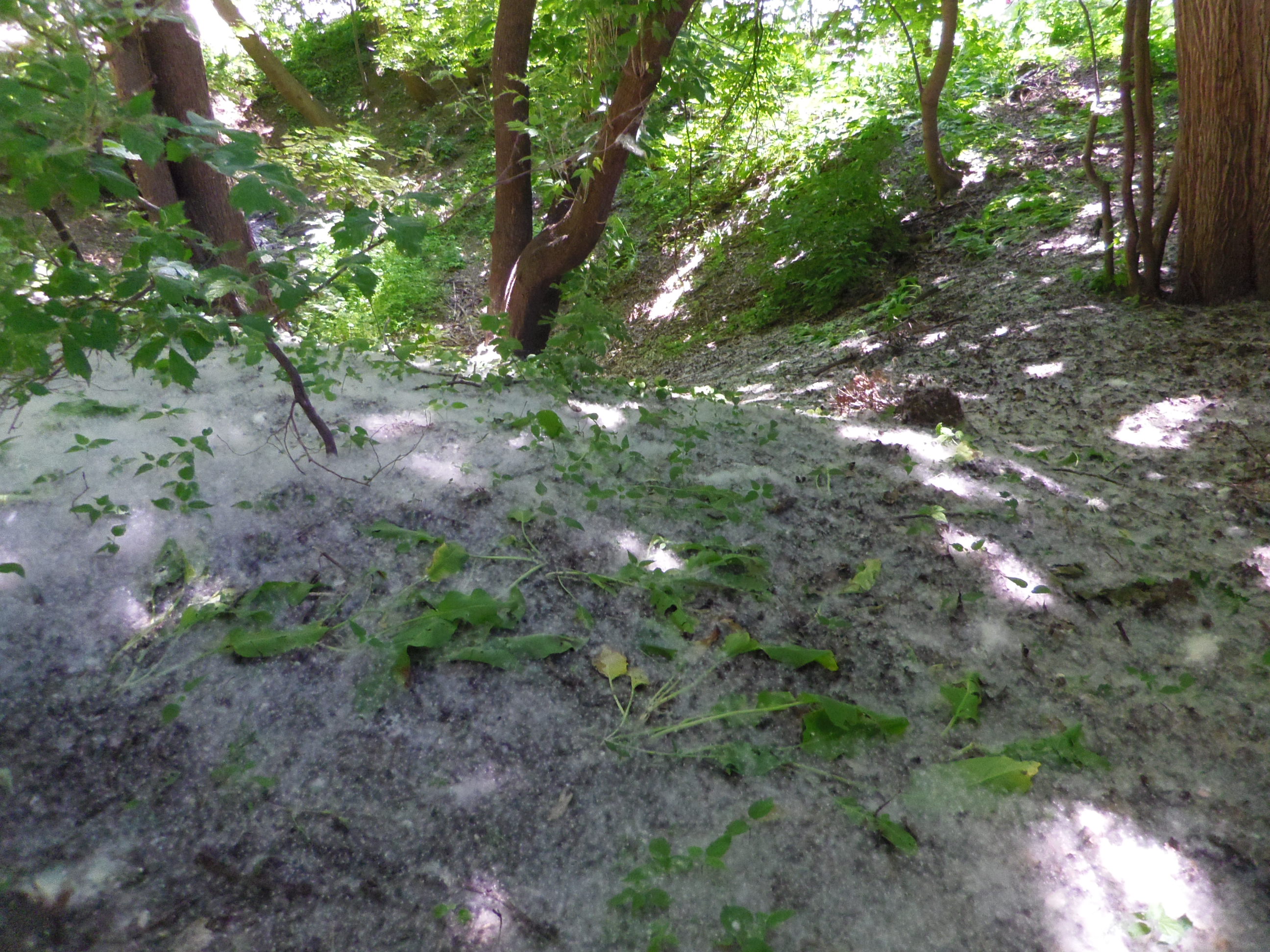 Puffy Tree Fluffs – Gloomth & the Cult of Melancholy