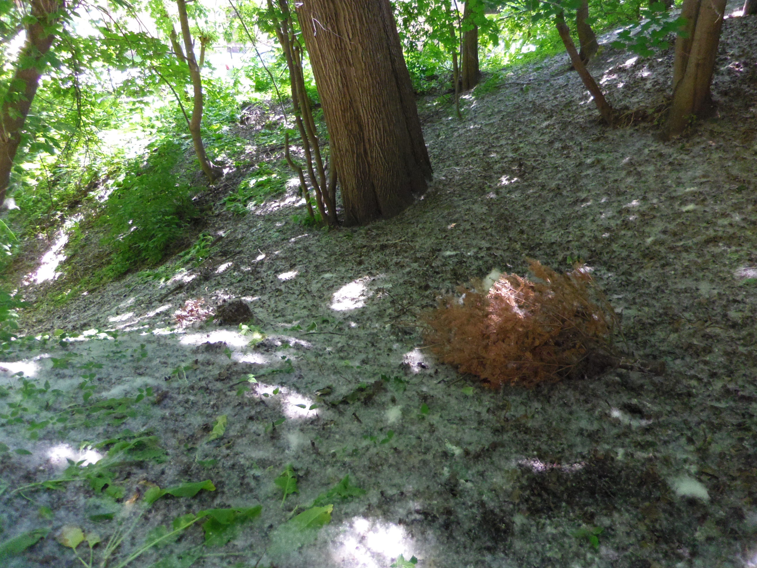 Puffy Tree Fluffs – Gloomth & the Cult of Melancholy